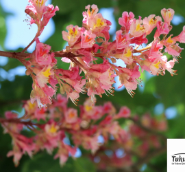 Dabas parks ENGURES EZERS - Dabas objekti - Ko skatīt? - Tukums