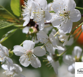 Tukuma autoosta - Sabiedriskais transports - Noderīgi - Tukums